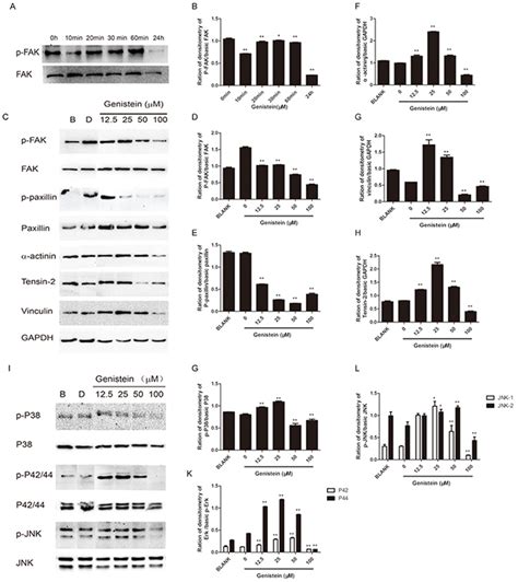 Genistein Inhibits The Growth And Regulates The Migration And Invasion