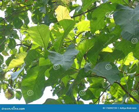 Teak Tectona Grandis Linn F Con Fondo Natural Hojas De Teca En Indonesia Usualmente Usadas