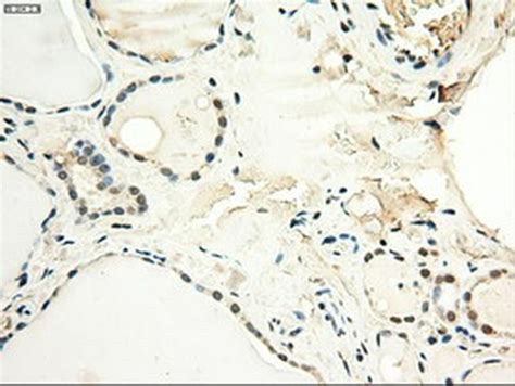 C Myc Antibody Ta500002