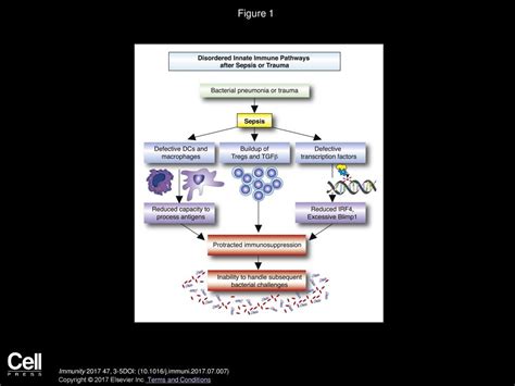 Understanding Immunosuppression After Sepsis Ppt Download