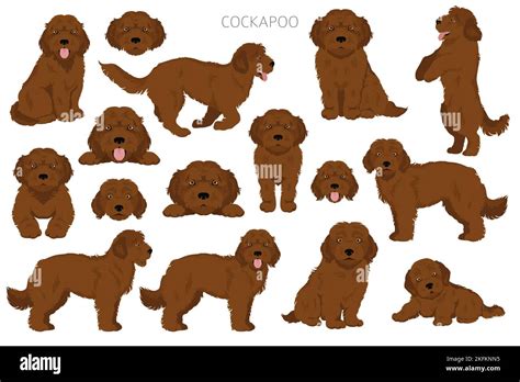 Cockapoo Mix Breed Clipart Different Poses Coat Colors Set Vector
