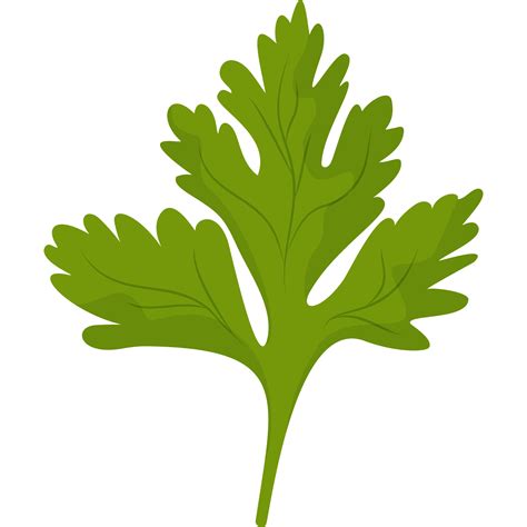 Green Parsley Leaf 15698493 Png