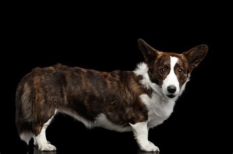 고립 된 검은색에 웨일즈 어 Corgi 카디 건 개 0명에 대한 스톡 사진 및 기타 이미지 0명 가축 갈색 Istock