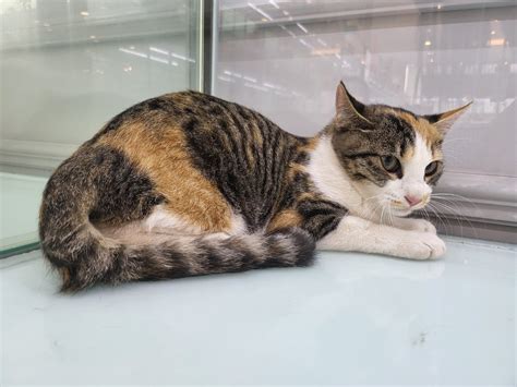 코리안숏헤어 카라 토이랙돌분양 토이브리티쉬숏헤어분양 토이스코티쉬폴드분양 토이러시안블루분양 토이강아지분양 토이고양이분양 토이비숑프리제입양 토이포메라니안입양 토이말티즈입양