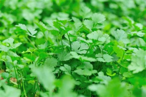 35 Medicinal Herbs To Grow In Your Garden This Summer Live Love Fruit