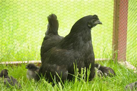 How To Care For A Broody Hen The Pioneer Chicks
