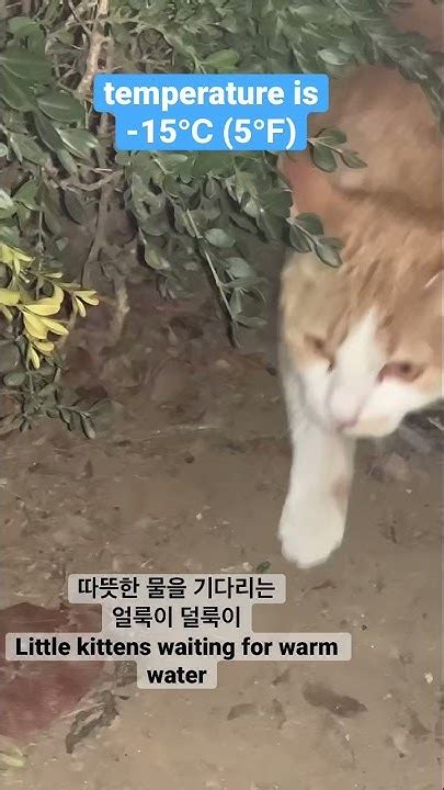 영하 15도 따뜻한 물을 기다리는 어린 냥이들 Youtube