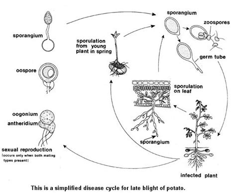 Phytophthora Infestans Bio 113 Portfolio