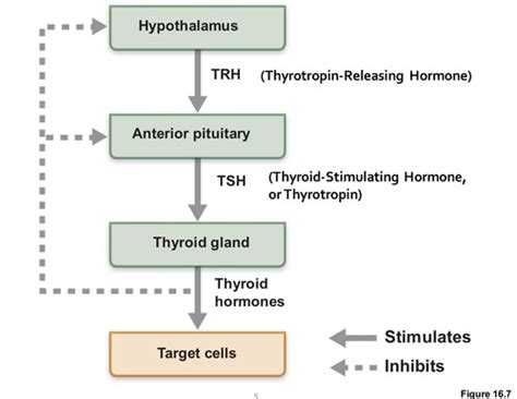 Hypothalamus Pituitary Thyroid Axis Flashcards Quizlet