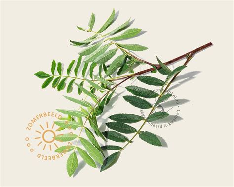 Sorbus Aucuparia Var Edulis Hoogstam Kopen Lijsterbes