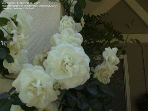 PlantFiles Pictures Large Flowered Climbing Rose White Dawn Rosa