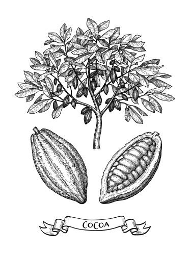 Cocoa Bean Tree Chocolate Cacao Sketch Royalty Free Vector