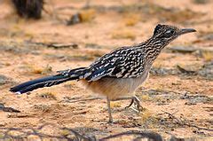 Roadrunner Wikipedia
