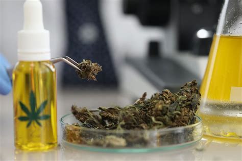 The Growing Concern Of Cannabis Use Disorder