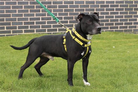 Rehoming Dogs Trust Dogs Trust Dogs Rehome Dog