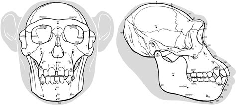 Locations Of Cephalometric Landmarks On Pan Troglodytes Skull In Norma