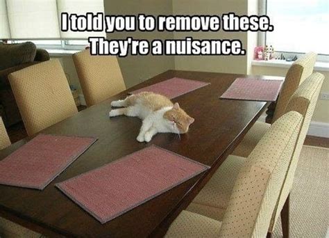 45 Pictures Of Cats Being Naughty