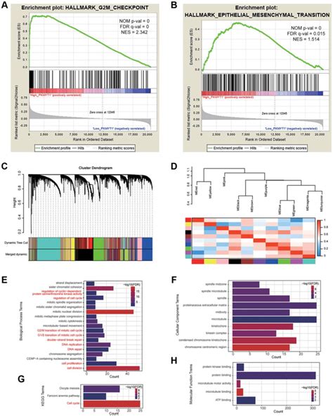 Functional Enrichment Analysis Gene Set Enrichment Analysis Showed