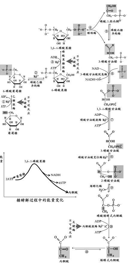 糖无氧酵解和有氧氧化途径都需要： A．乳酸脱氢酶 B．3 磷酸甘油醛脱氢酶 C．磷酸果糖激酶百度知道