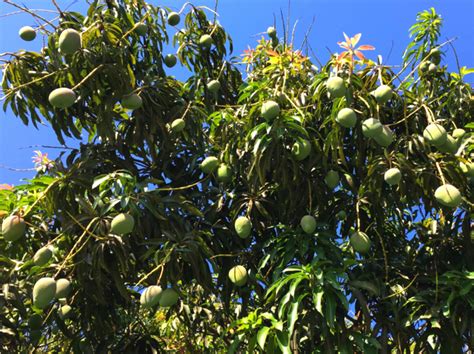 Fruit Trees Home Gardening Apple Cherry Pear Plum Exotic Fruit