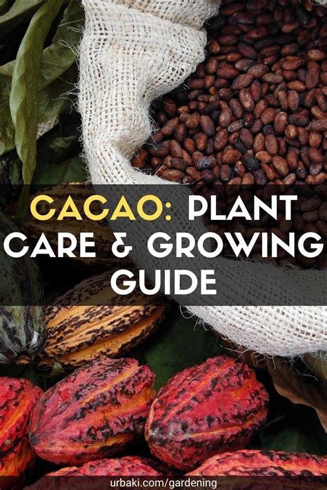 How To Grow Sugar Cane For A Sweet Treat Artofit