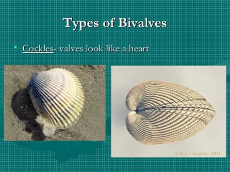 Class Bivalvia Notes