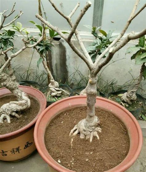 家里养3种花，春天枝条狠心剪一剪，新芽冒长得旺，开花会更多百科ta说