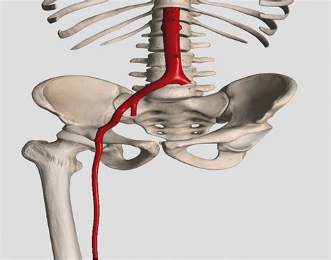 Arteries Pelvic Area Quiz