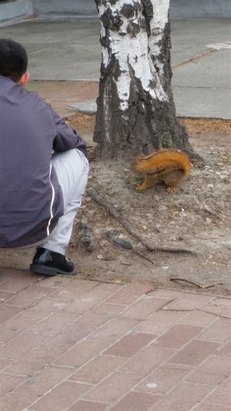 Homie At Uni Feeding This Fat Fuck Squirrel Imgur