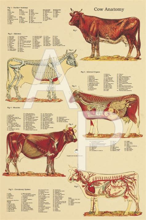 153 Best Bison Bulls Anatomy Images On Pinterest American Bison