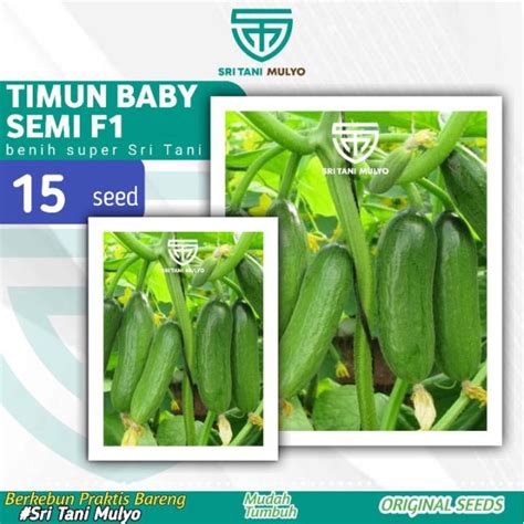 Biji Benih Timun Baby Mentimun SEMI F Bibit Pilihan Petani Bibit Sayuran Benih Sayuran