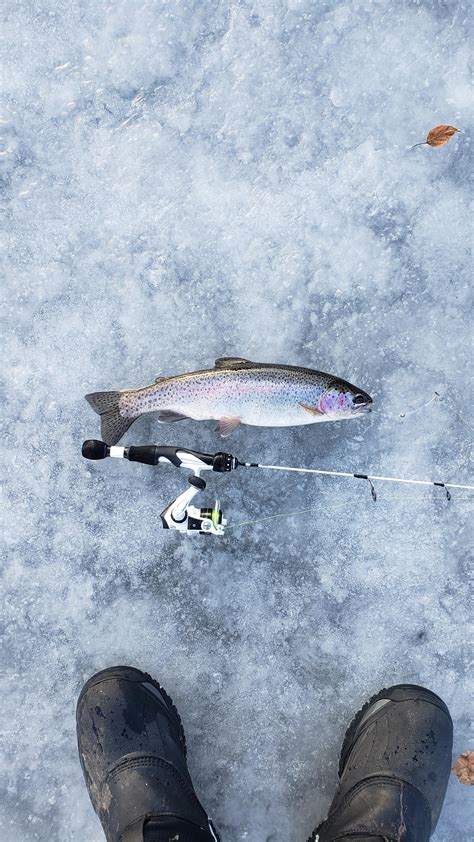 15 Inch Rainbow Caught Today On Corn Scented Powerbait Sitting On The Bottom In 10 Feet Of