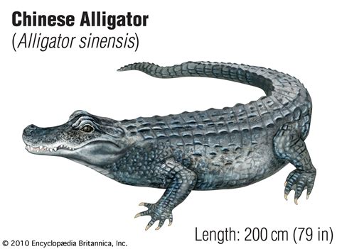 Chinese Alligator Population Habitat Size And Facts Britannica