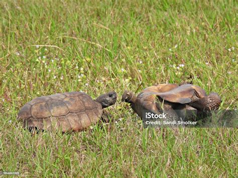 Gopher Tortoise Female Flipped The Male On Its Back After His Advances