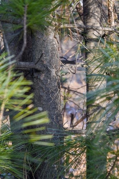 Premium Photo Fit Tree Trunk And Branches