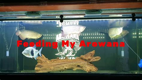 Arowana Community Tank Feeding Youtube
