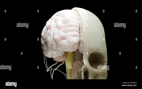 Human Brain Nervous System Anatomy Medical Diagram With