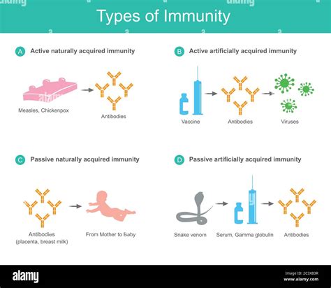 Types Of Immunity
