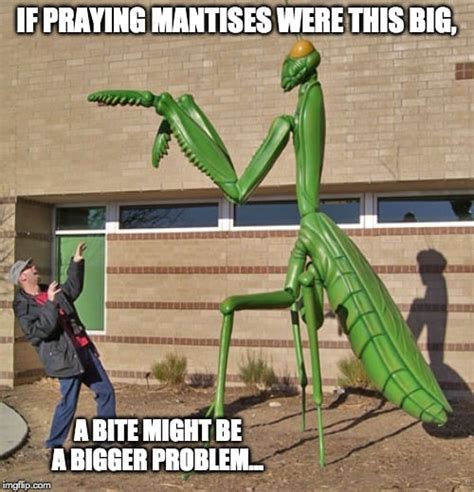 Do Praying Mantis Bite Scienceabc