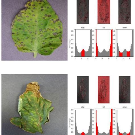 Pdf Tomato Leaf Disease Classification Using Multiple Feature Extraction Techniques