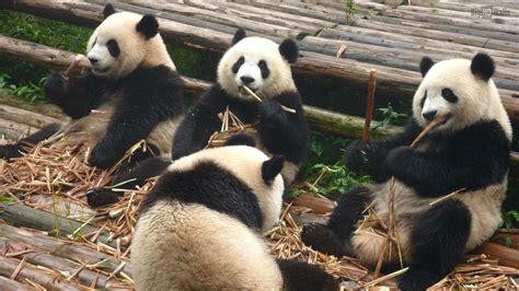 Pandas Wallpapers Wallpaper Cave