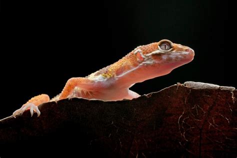 Premium Photo Albino Iguana On A Black Background