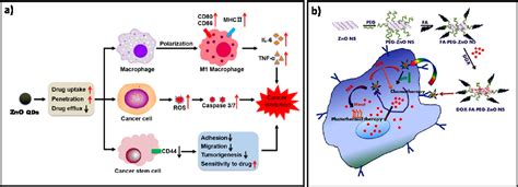 Figure 2 From Zno Nanostructures For Drug Delivery And Theranostic