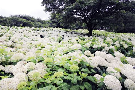 幸手梅雨のアジサイを見にきてほしい権現堂公園のあじさいまつり 彩ニュース