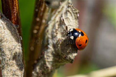 A Ladybug On Brown Leaf Stock Image Image Of Brown 228247369