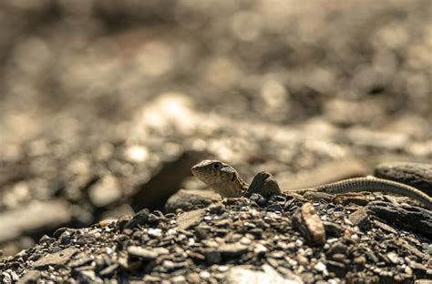 Premium Photo A Small Lizard Hiding Unsuccessfully