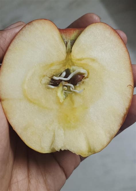 Seeds Sprouting 🌱 Inside My Apple R Damnthatsinteresting