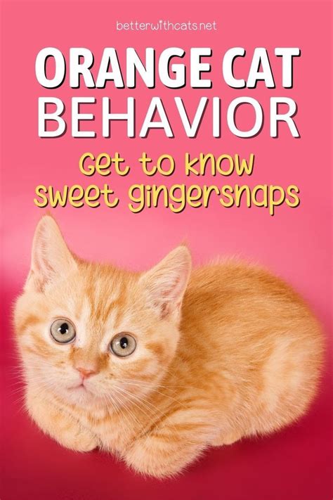 Orange Cat Behavior What You Should Know