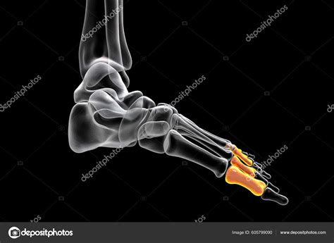 Proximal Phalanges Foot Human Foot Anatomy Foot Bones Illustration