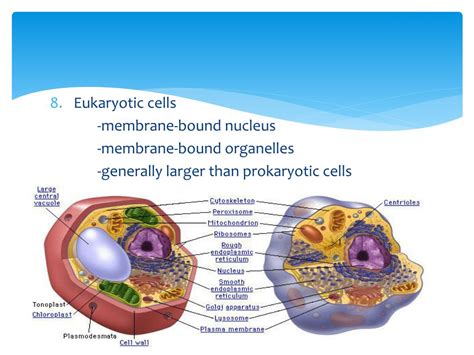 Ppt Cell Structure And Function Powerpoint Presentation Free